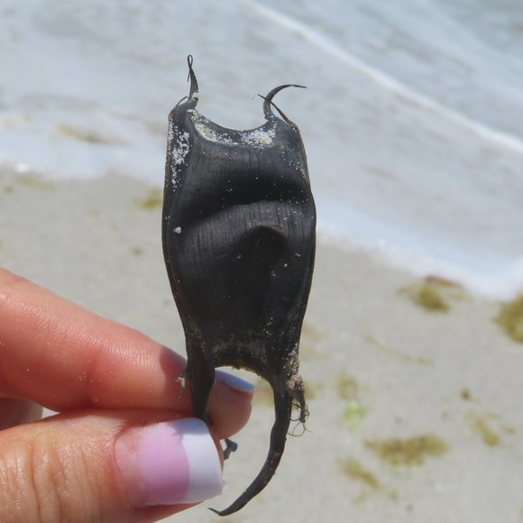 Gifts From The Sea and Other Treasures | Accents | Mermaids Purse Or ...